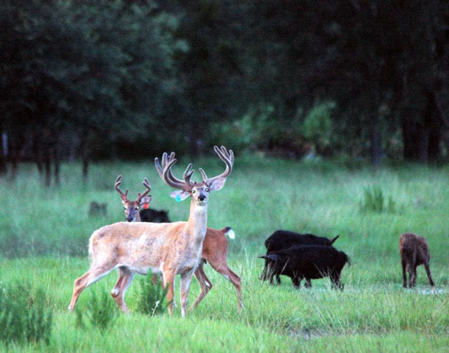 Florida Hog Hunting Alligator Axis Whitetail Hunts