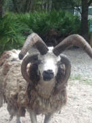 Exotic Game Hunts Florida Exotic Game Hunting Fl